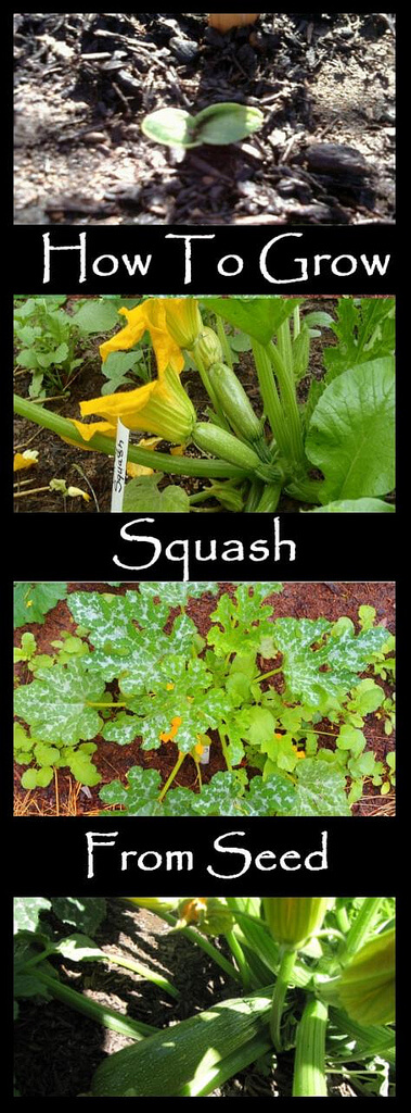 How To Grow Squash From a Seed or Start | The Adventure Bite